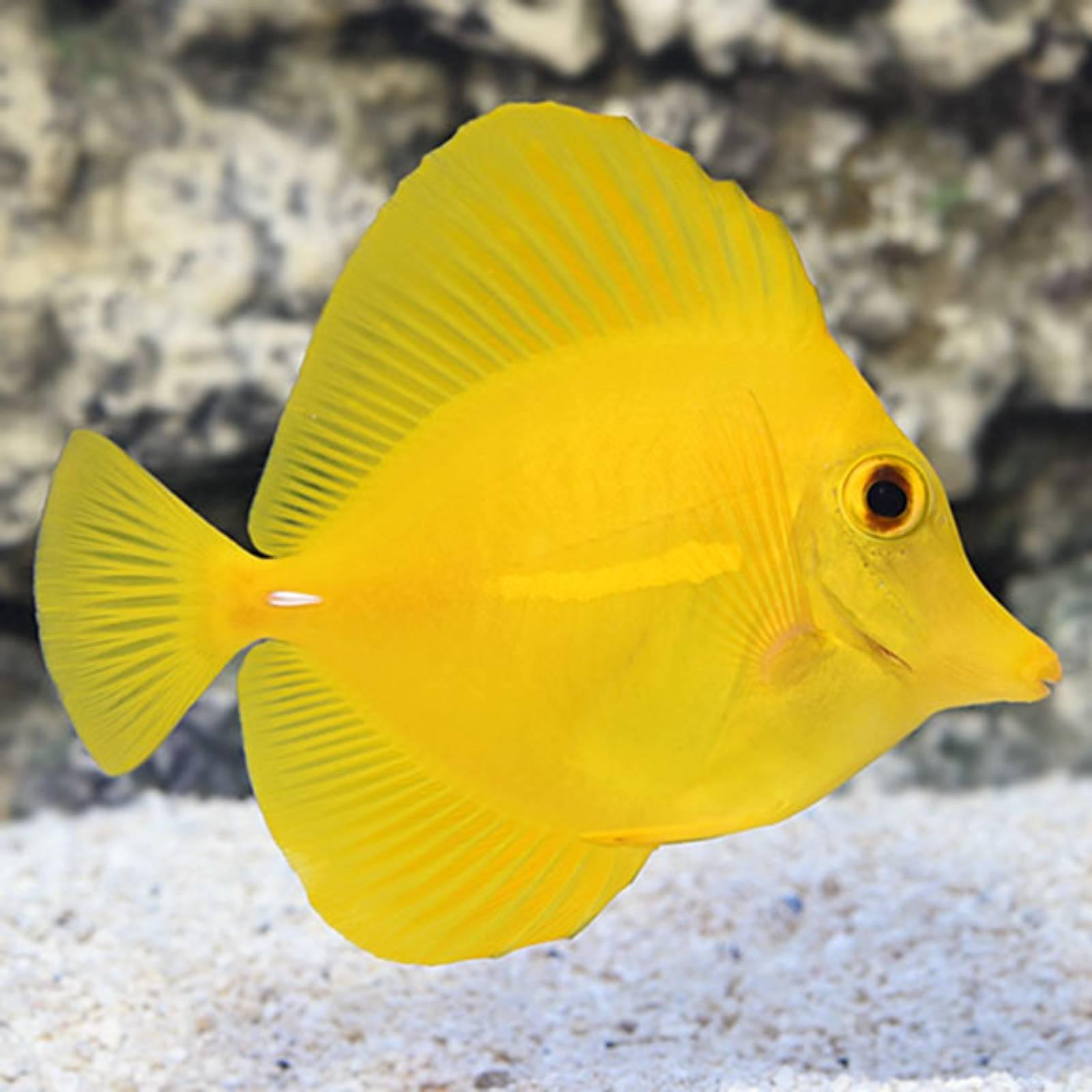 Wild Yellow Tang (Rare Release - from Hawaii)