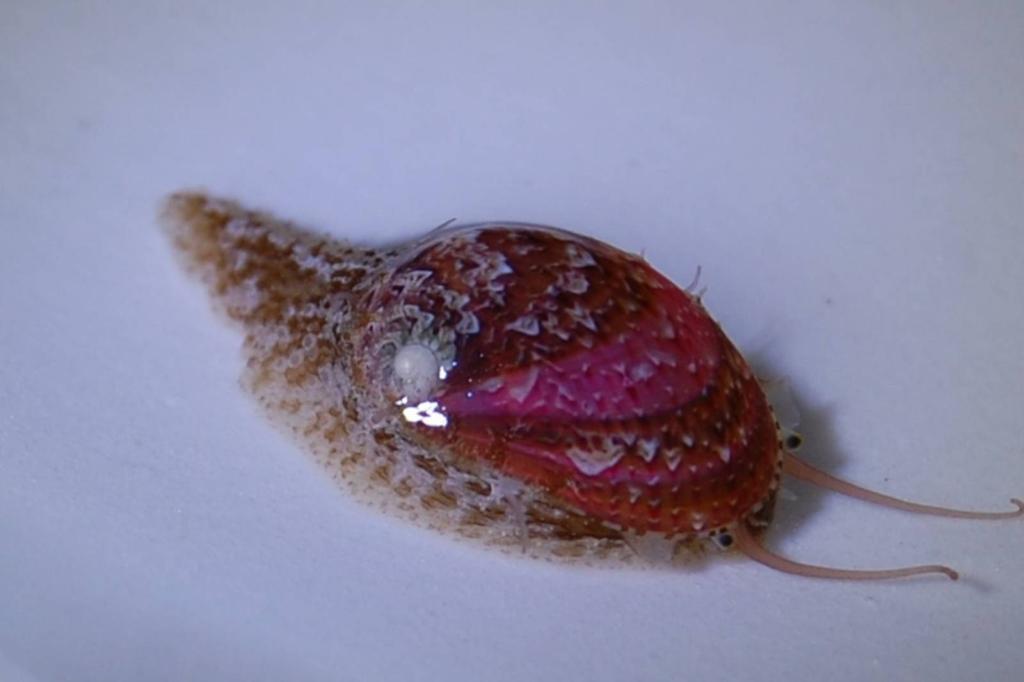 Stomatella Snail (6 Pieces)